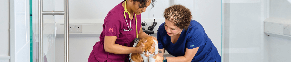 The common skills we look for at Medivet