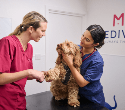 Graduate Vet Programme | Medivet