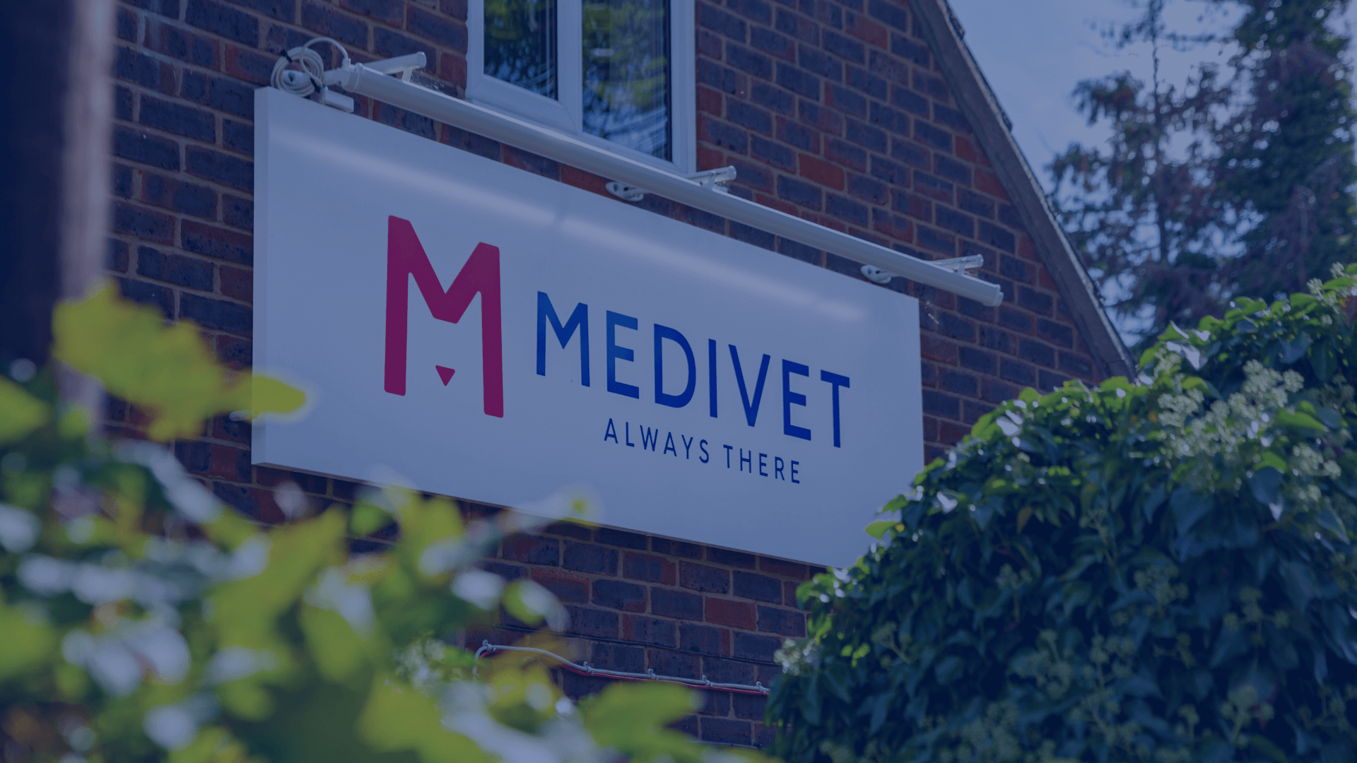 Graduate Vet Programme | Medivet